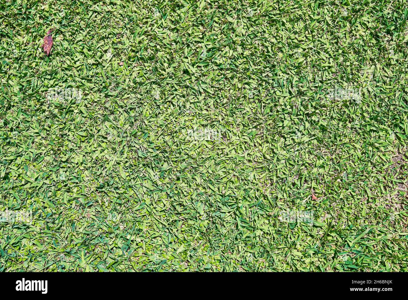 Beautiful grass texture image Stock Photo - Alamy