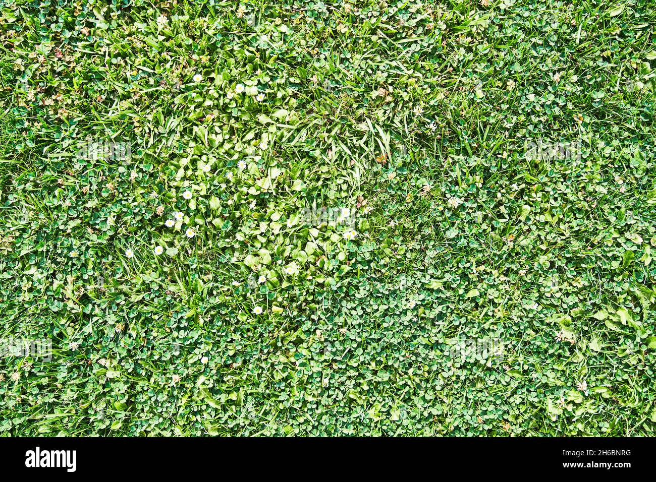 Beautiful grass texture image Stock Photo - Alamy