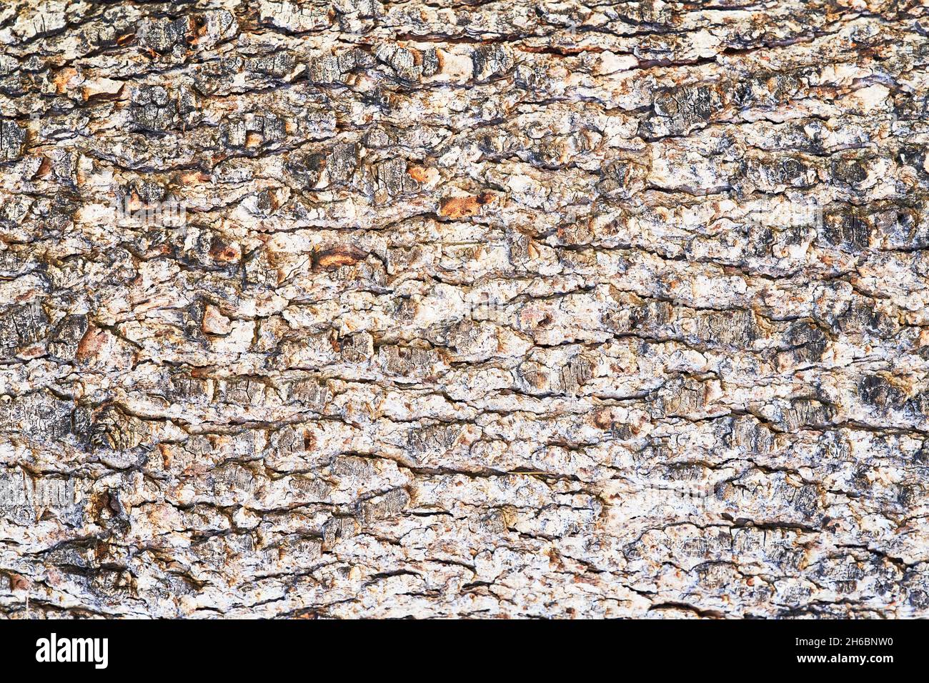 Beautiful tree bark texture image Stock Photo - Alamy