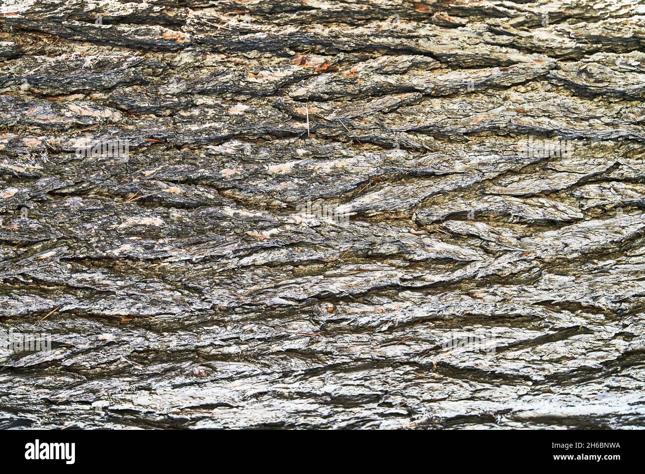 Beautiful tree bark texture image Stock Photo - Alamy