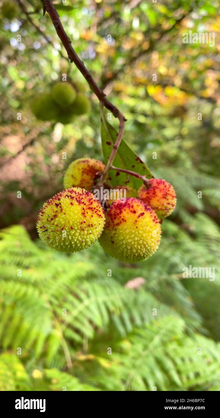 A focus on fruits Arbutus Unedo in a tree Stock Photo - Alamy