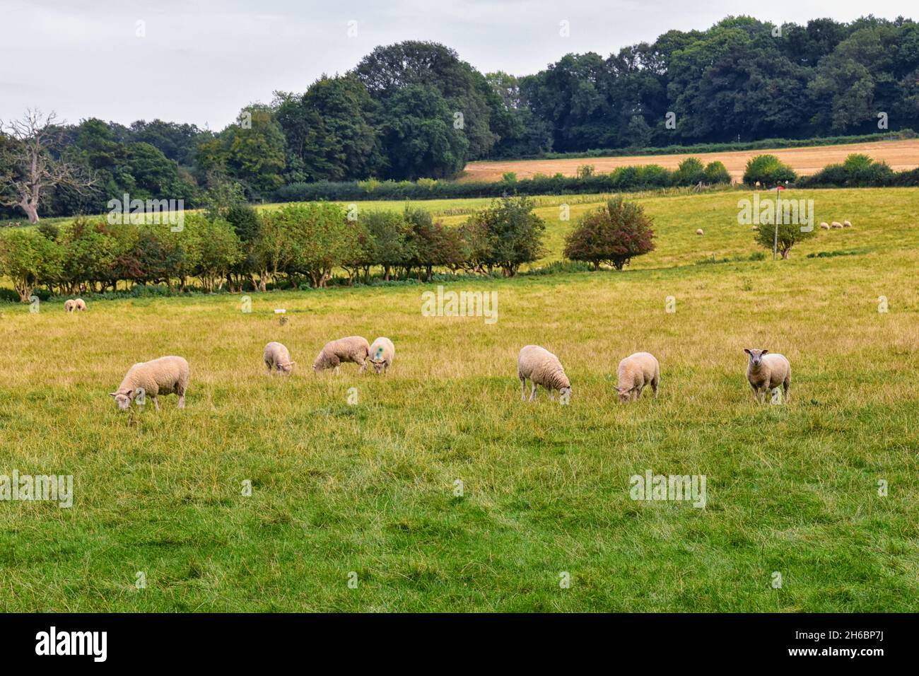 Sheep Grazing in England lush pastures and farmlands in the United ...