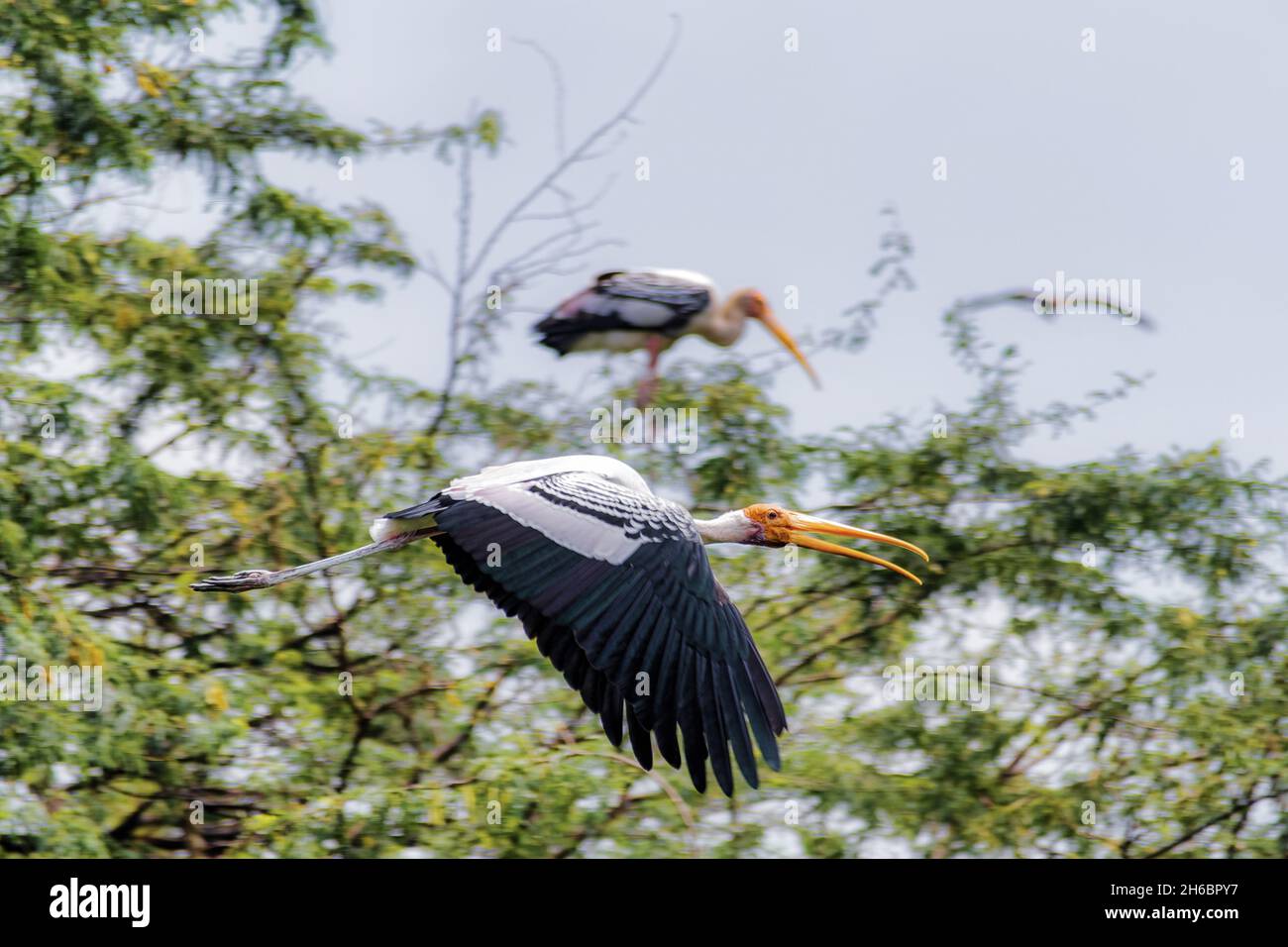 The Painted Stork in flight in New Delhi, India Stock Photo - Alamy