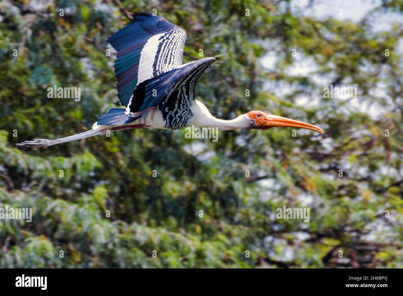 The Painted Stork in flight in New Delhi, India Stock Photo - Alamy