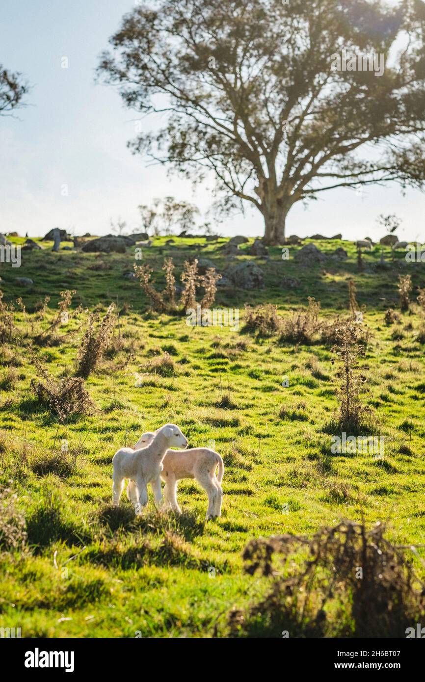 Baby spring lambs in hi-res stock photography and images - Alamy