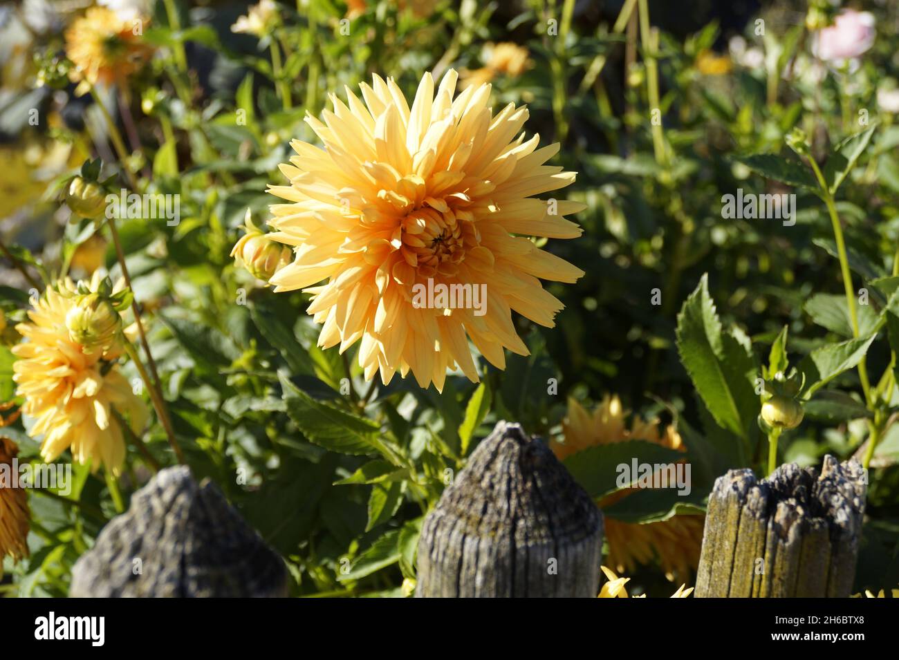 Sunlit flower hi-res stock photography and images - Alamy