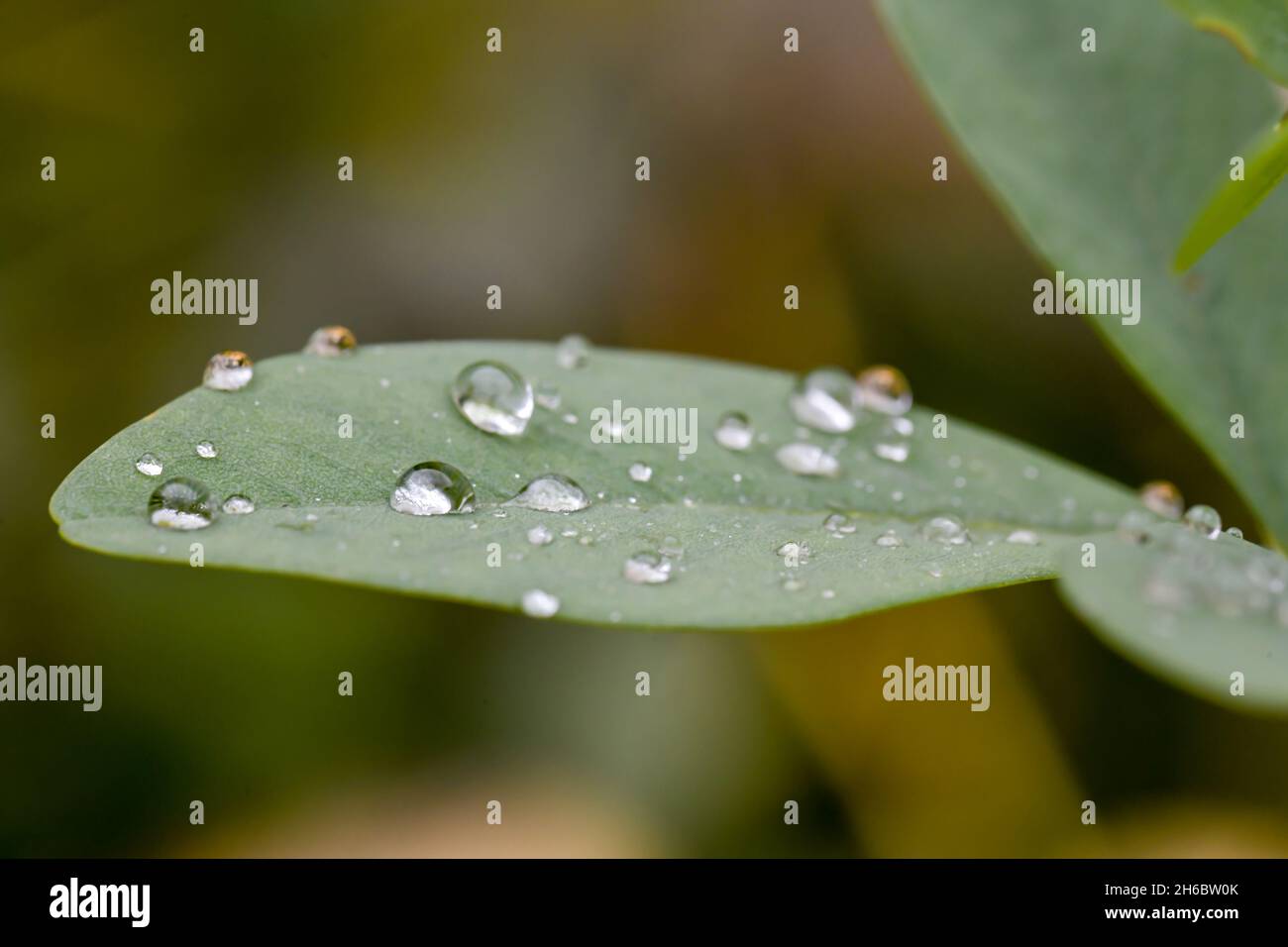 Waterdrops droplet hi-res stock photography and images - Alamy