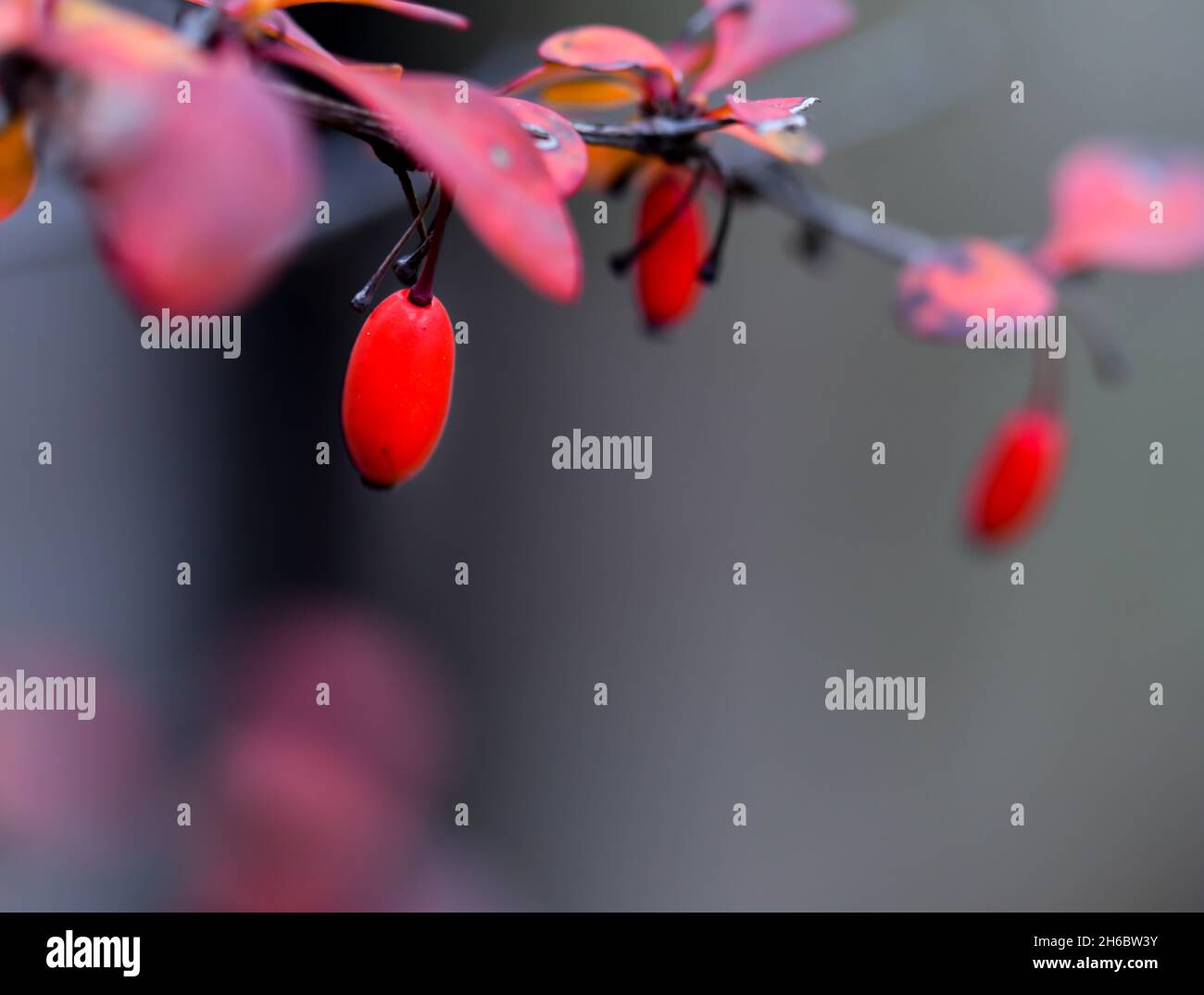 Flora branch red growing hi-res stock photography and images - Alamy