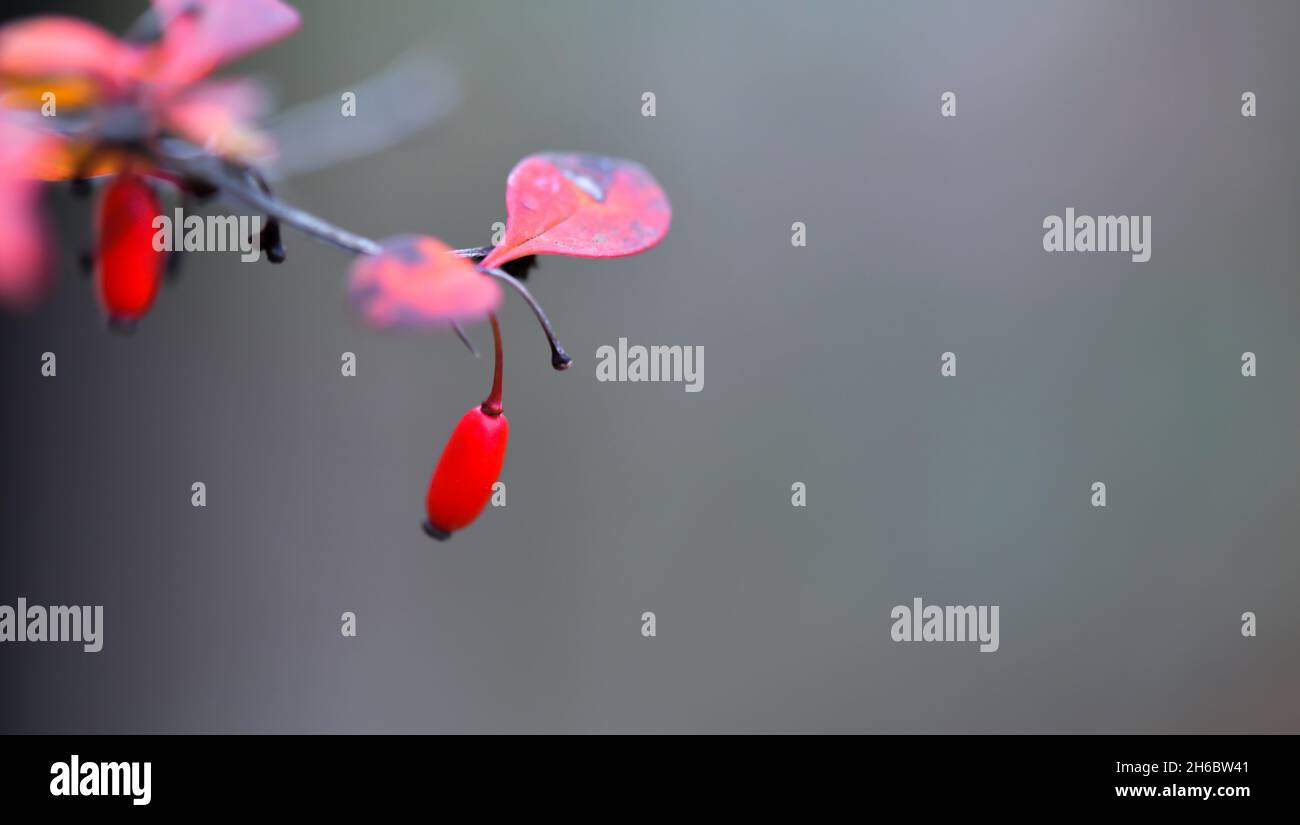 Tiny red berries hi-res stock photography and images - Alamy