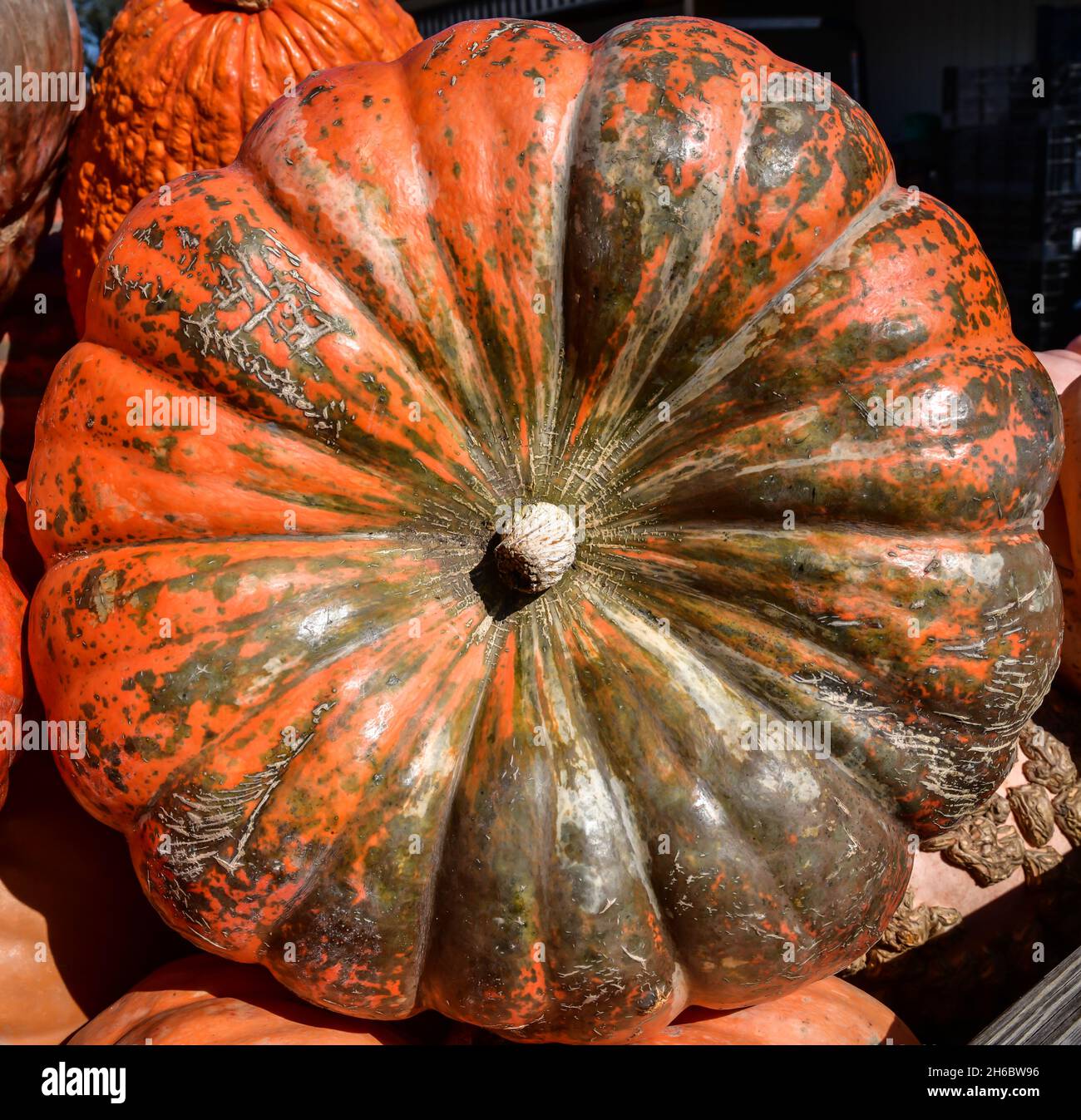 Pumpkin farm wisconsin hi-res stock photography and images - Alamy