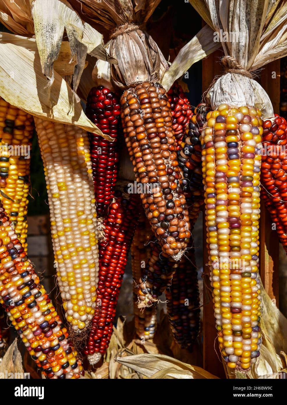 bunch of colorful corn cobs in Autumn Stock Photo - Alamy
