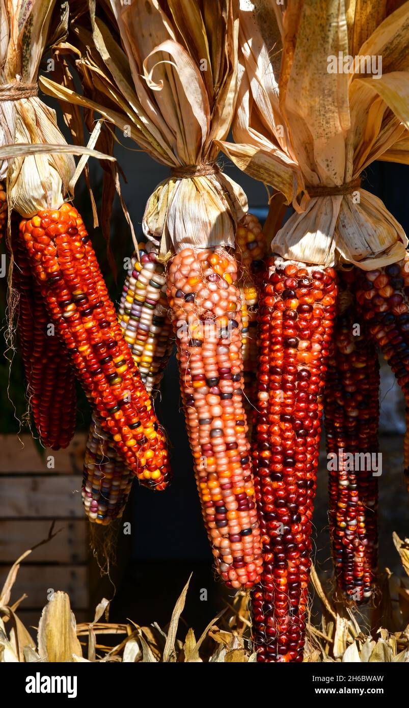 Indian corn cobs hi-res stock photography and images - Alamy