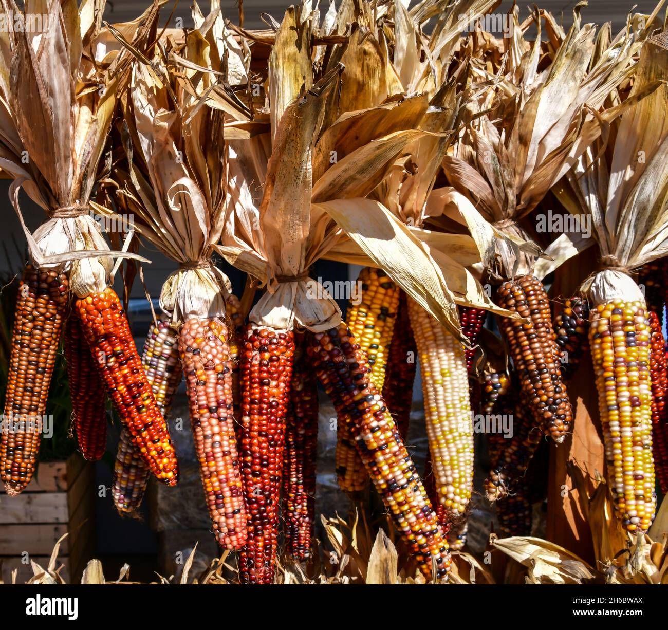 bunch of colorful corn cobs in Autumn Stock Photo - Alamy