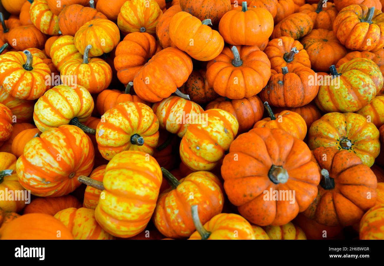 Pumpkin farm wisconsin hi-res stock photography and images - Alamy