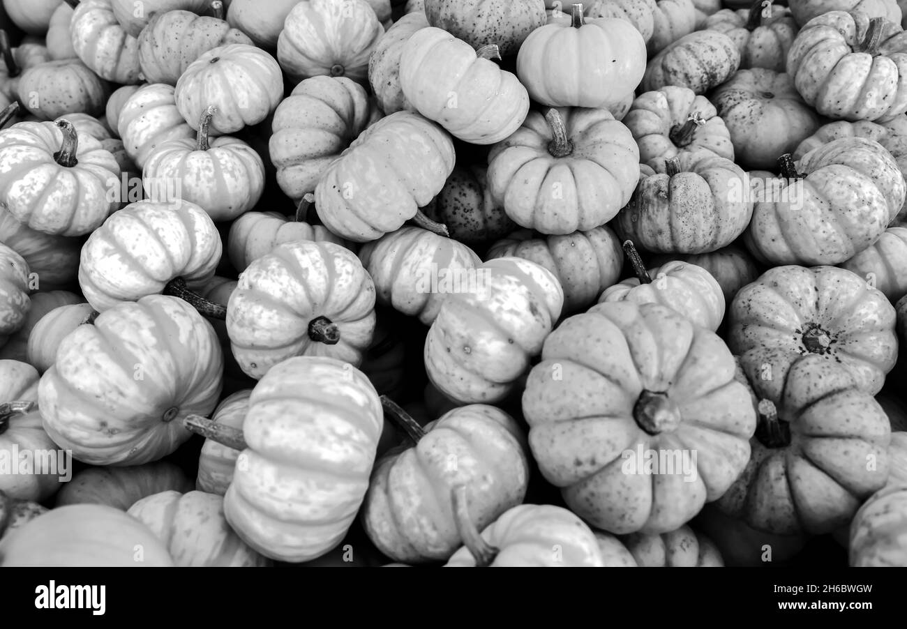 Pumpkin Patch Black And White