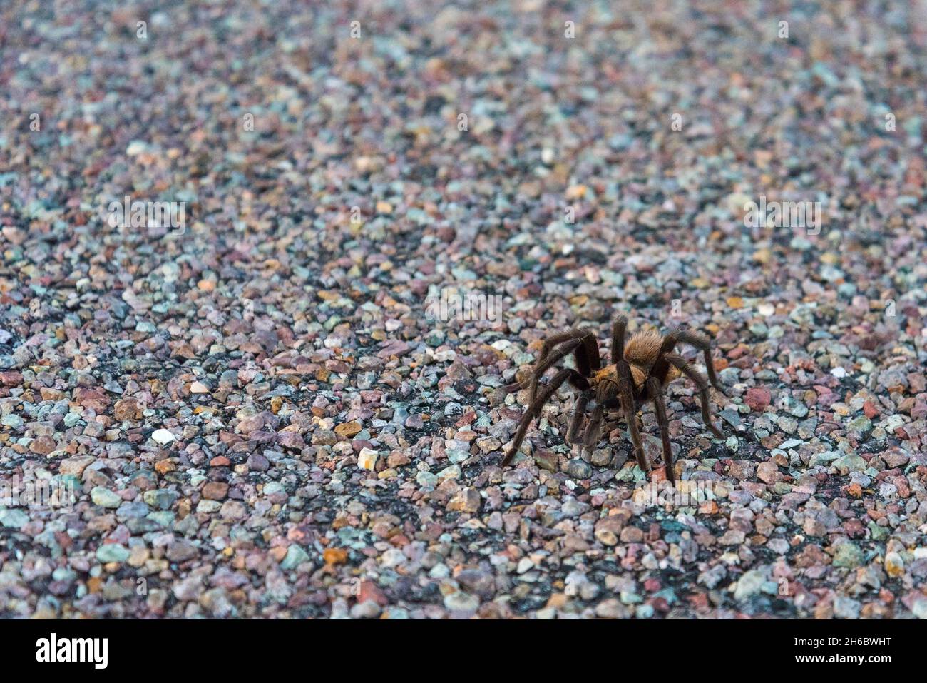A Tarantula spider crossing a highway in Big Bend National Park, USA ...
