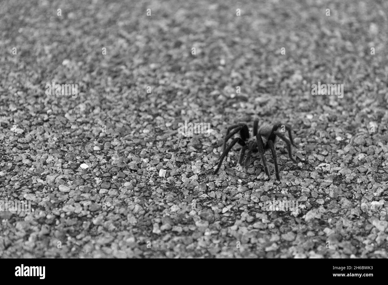 A Tarantula spider crossing a highway in Big Bend National Park, USA ...