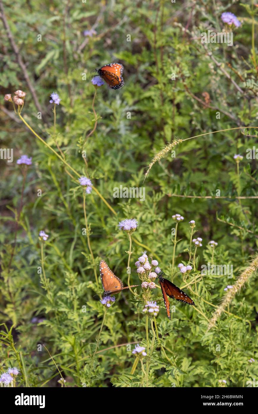Beautiful Queen butterflies in the Big Bend National Park, USA Stock ...