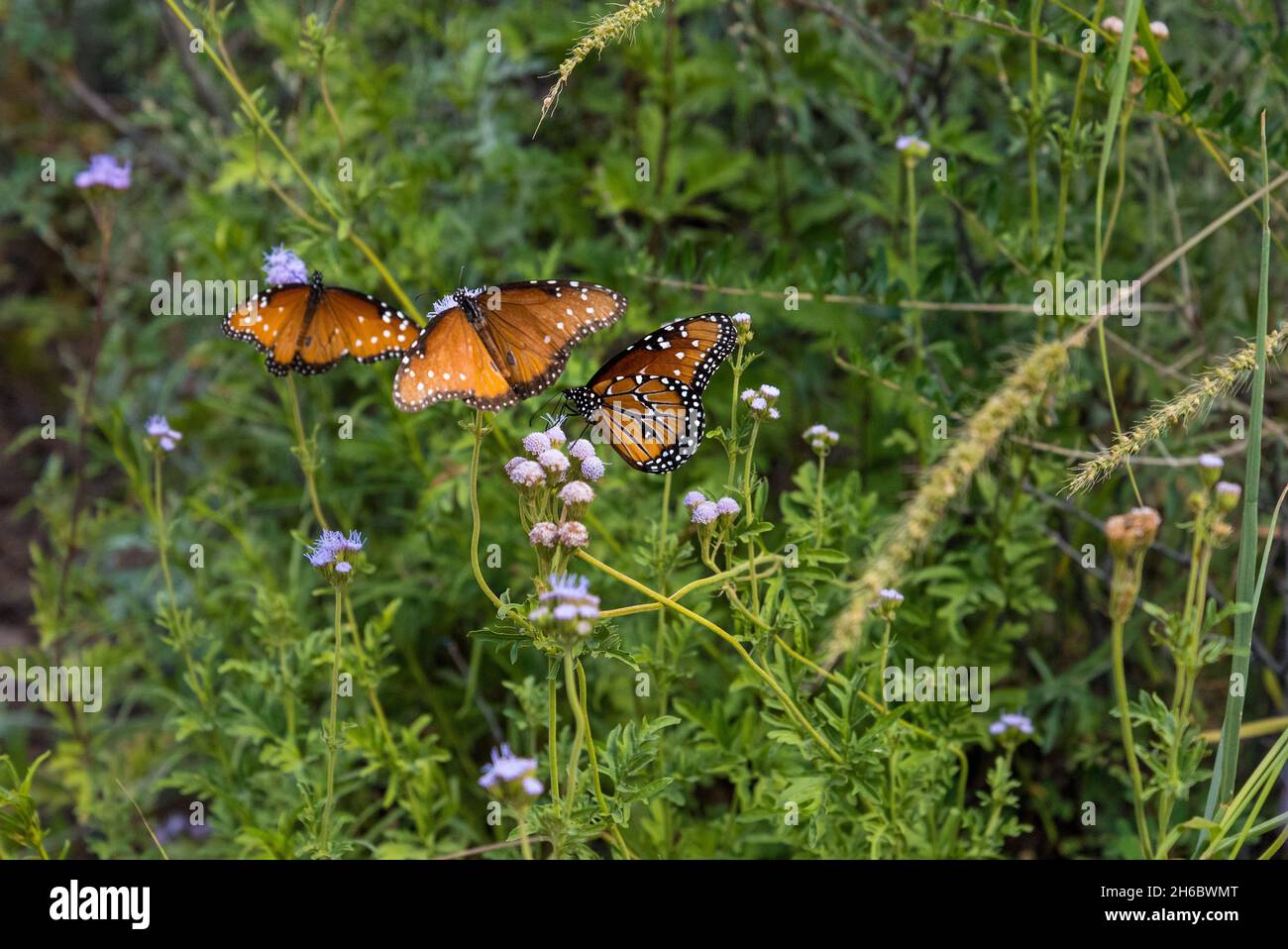 Beautiful Queen butterflies in the Big Bend National Park, USA Stock ...