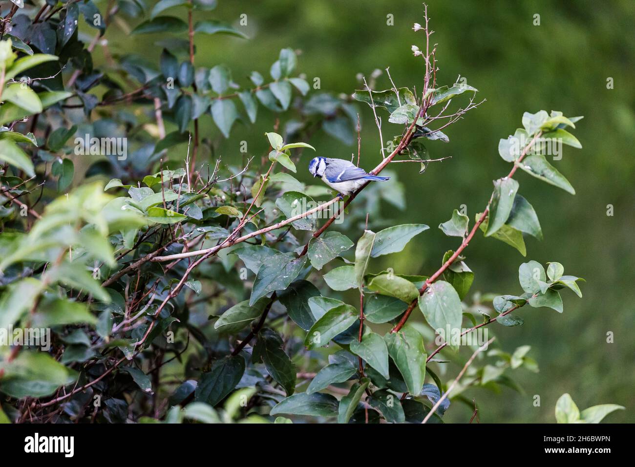 A shallow focus of a small blue Bird in a bush in the tree with a green ...