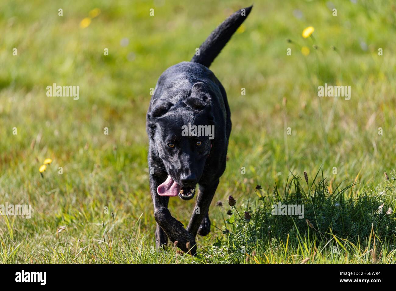 A Black Sheepdog Labrador running on the grass on a sunny day Stock ...