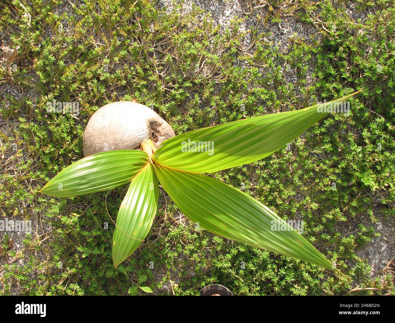 Curculigo hi-res stock photography and images - Alamy