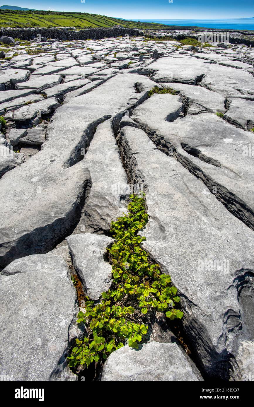Limestone fields on the Burren, County Clare, Ireland Stock Photo - Alamy