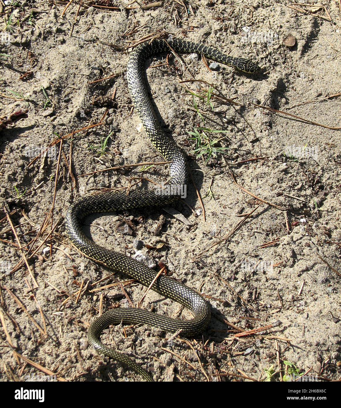 Snake in ground hi-res stock photography and images - Alamy