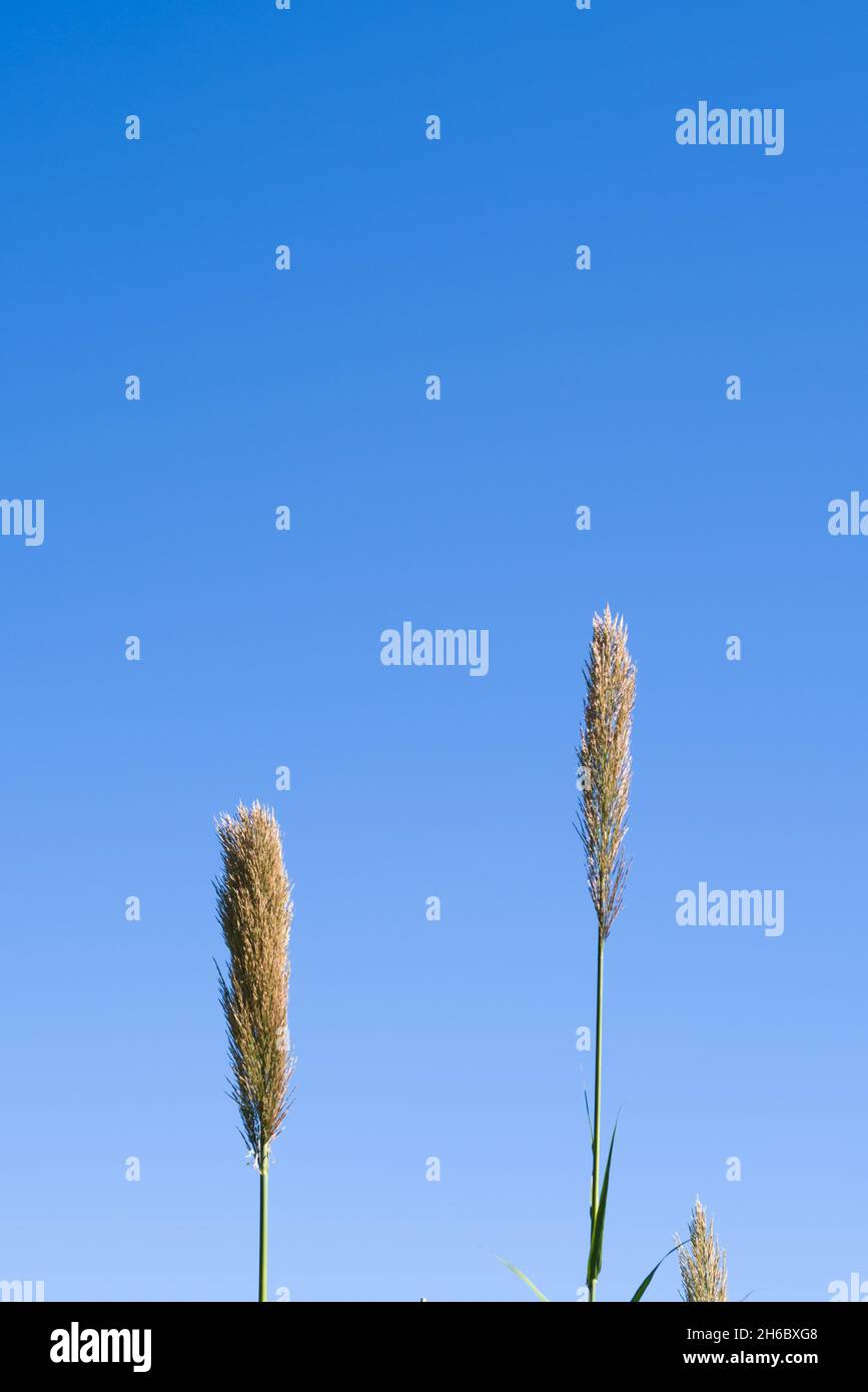 Tall grasses background hi-res stock photography and images - Alamy