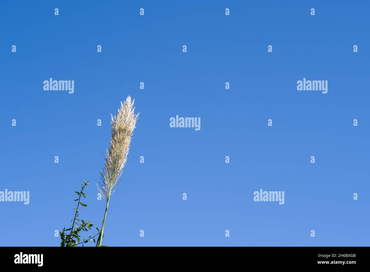 Tall grasses background hi-res stock photography and images - Alamy