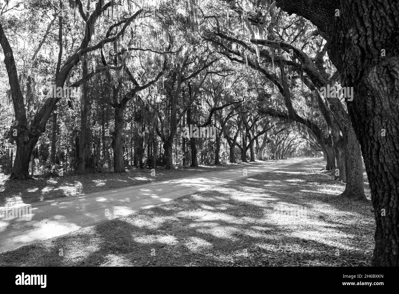 Empty Treelined dirt road path Stock Photo - Alamy