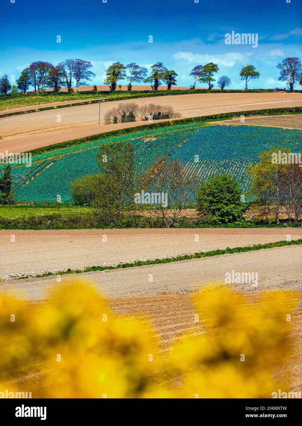Ploughed fields and Spring greens growing in a field in Ireland Stock ...
