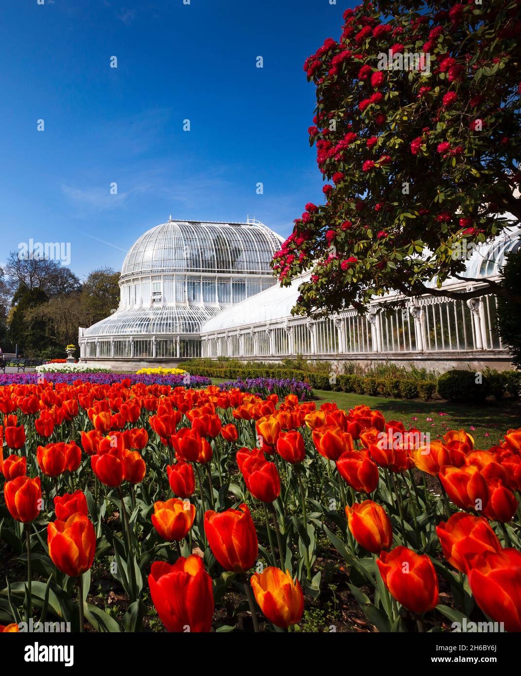 Red tulips at the glass house at Botanic Gardens , Belfast, Northern ...