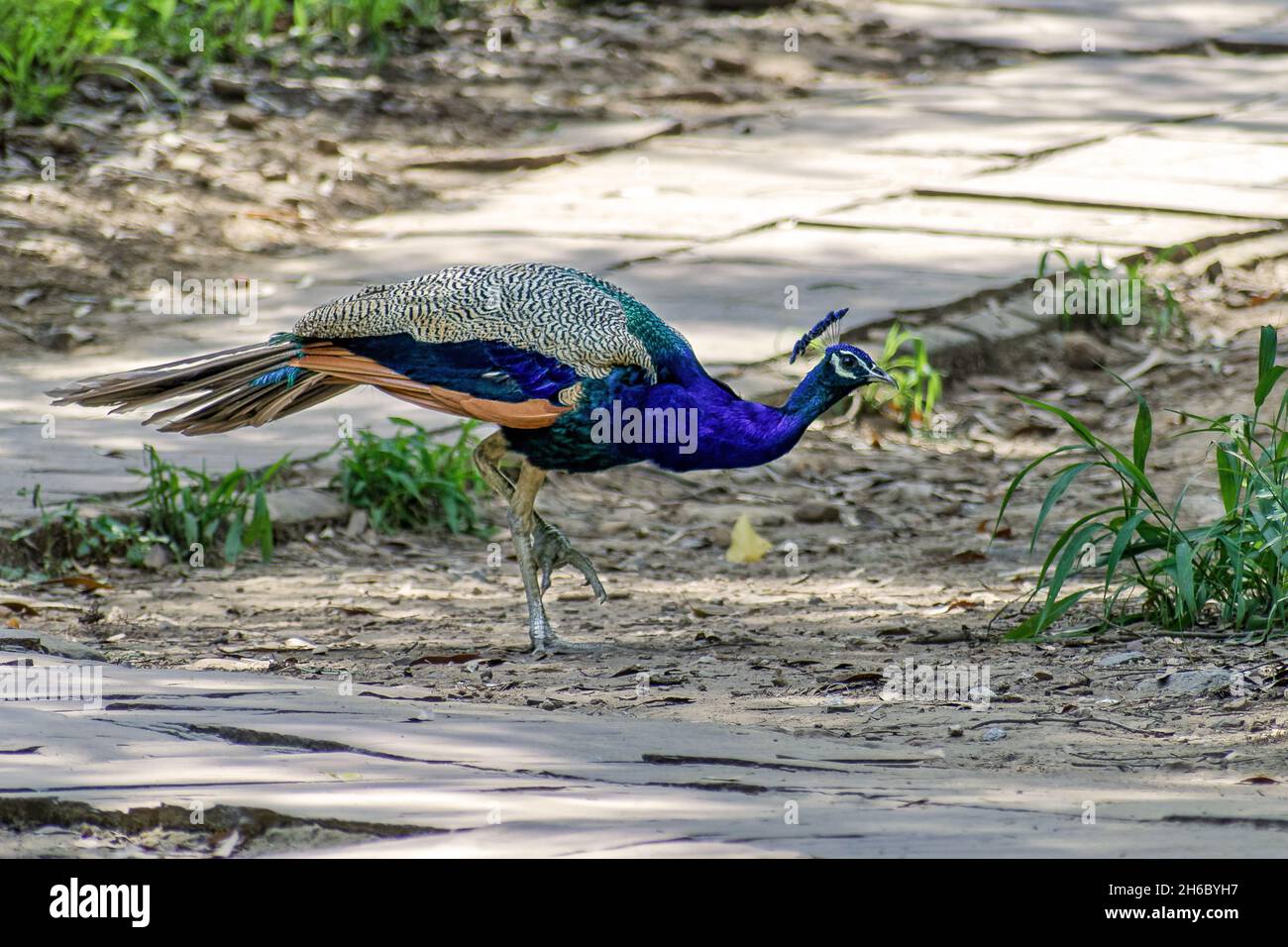 A colorful peacock in Zoological Park in New Delhi, India Stock Photo ...