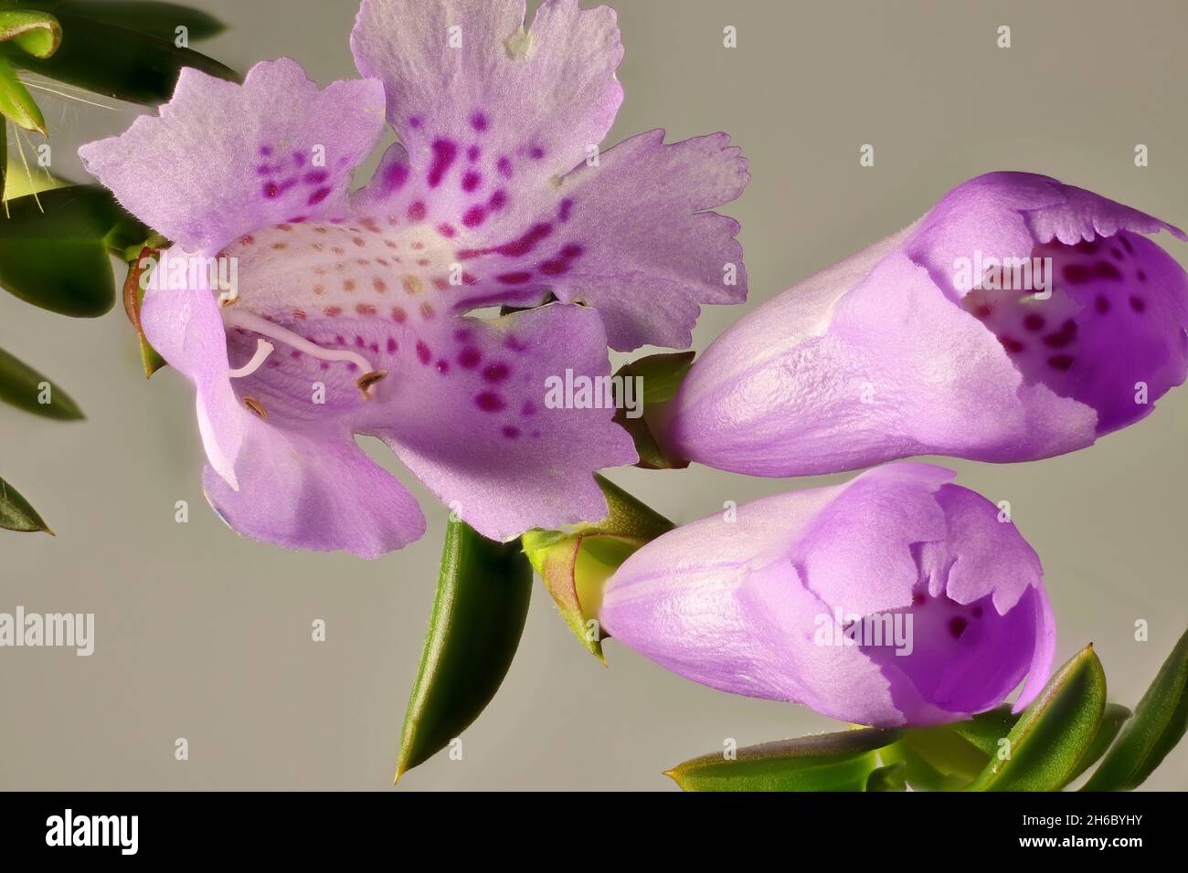 Super macro view of Snake Bush (Hemiandra pungens) flower and buds ...