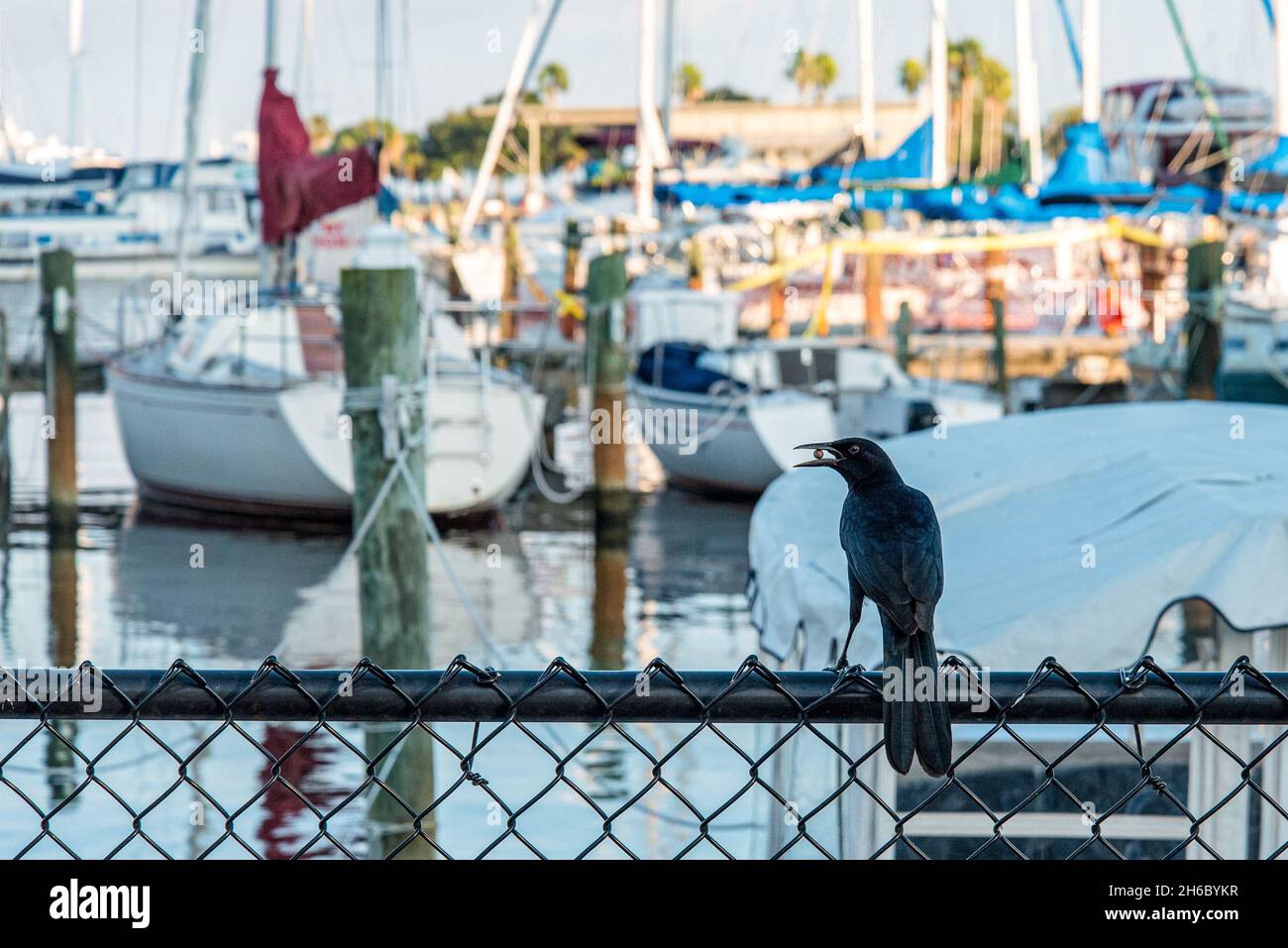 Ships beak hi-res stock photography and images - Alamy