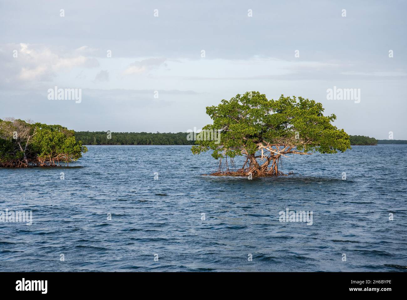 A small mangrove tree in the Everglades, Florida, USA Stock Photo - Alamy
