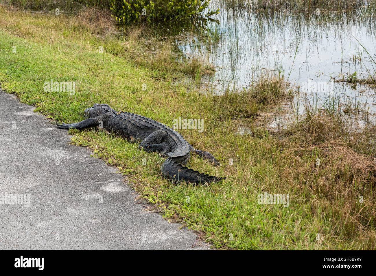 An alligator sleeping in the grass, Everglades National Park, USA Stock ...