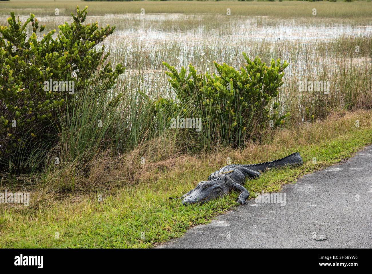 An alligator sleeping in the grass, Everglades National Park, USA Stock ...