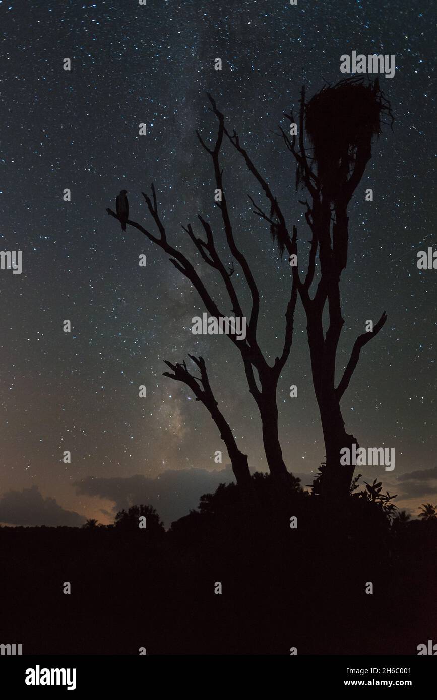 A raptor bird on a tree and his nest, Everglades NP, USA Stock Photo ...