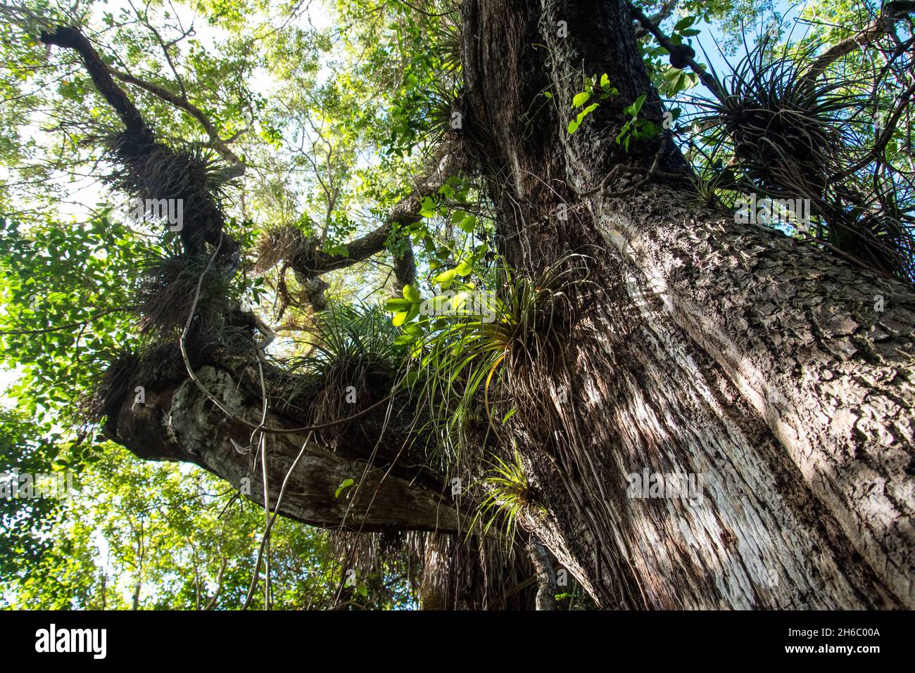 Big tree trunk in the swamp of the Everglades National Park, USA Stock ...