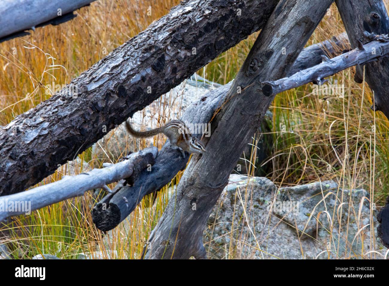 Chipmunk jumping hi-res stock photography and images - Alamy