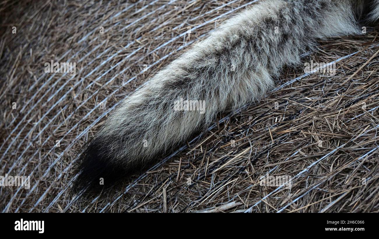 A closeup shot of a wolf tail on a dried grass surface Stock Photo - Alamy
