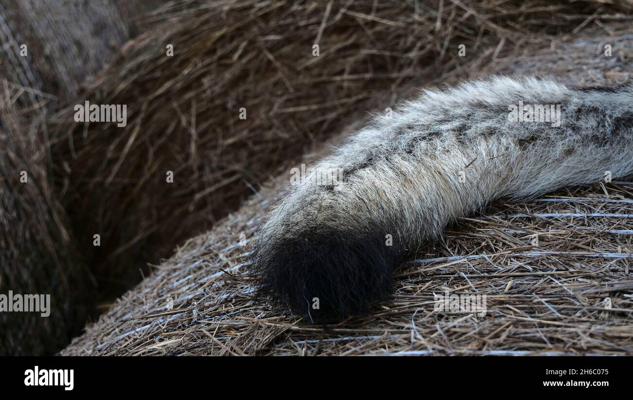 Tail of the wolf hi-res stock photography and images - Alamy