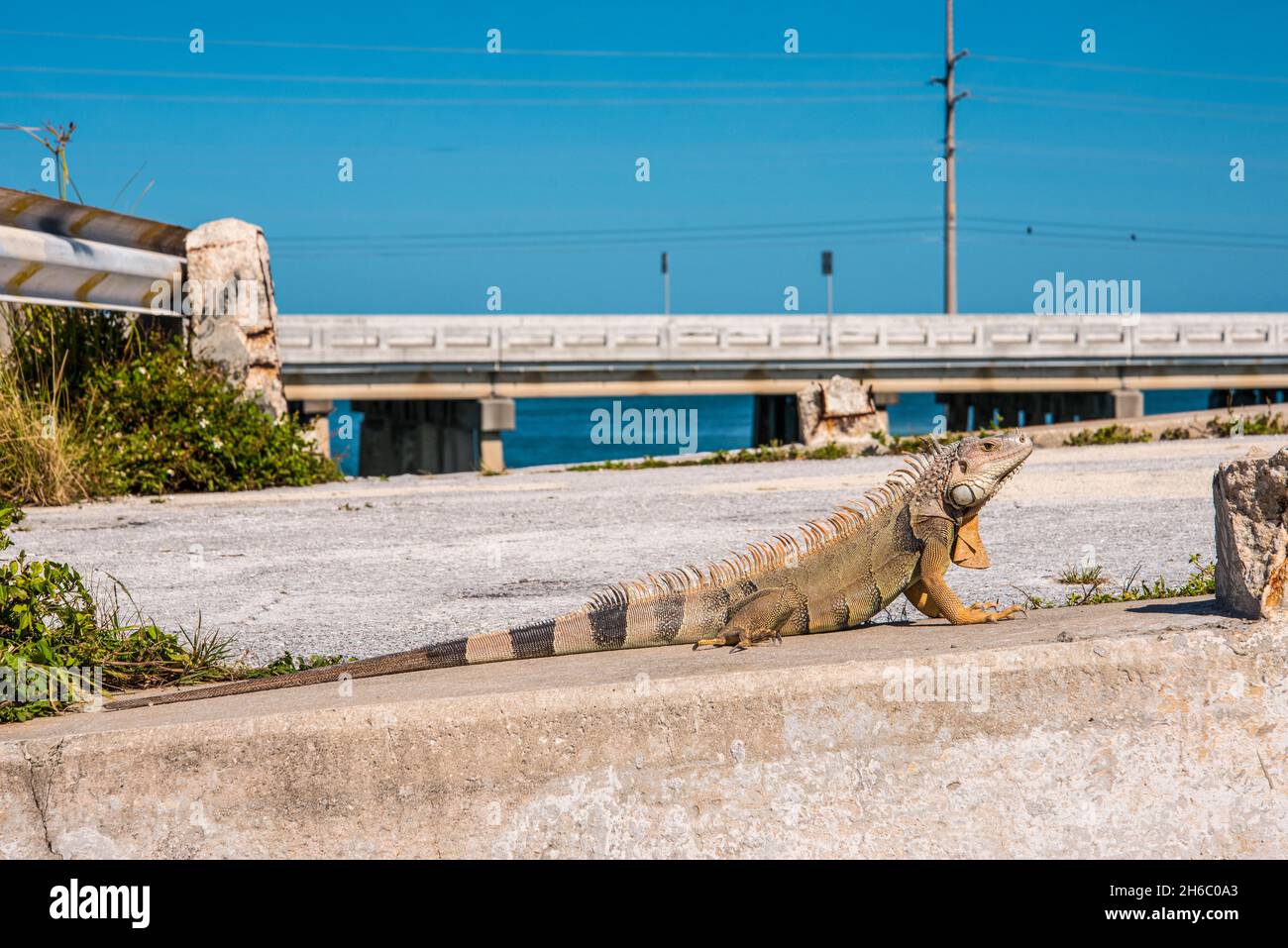 Beautiful big Iguana lizard in the Florida Keys, USA Stock Photo - Alamy