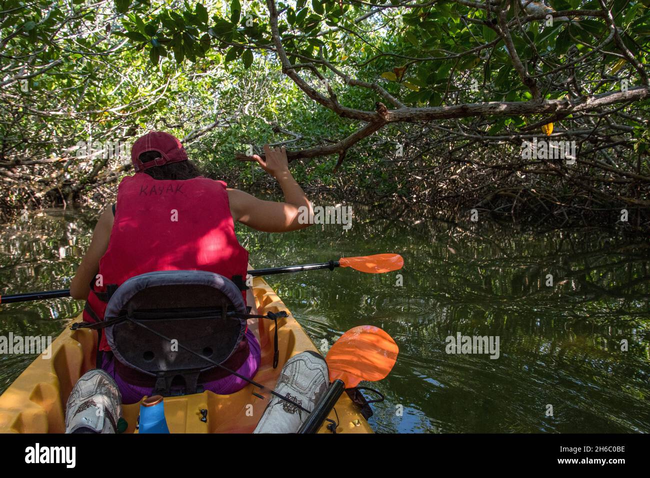 Canoeing through the Everglades swamp in Florida, USA Stock Photo - Alamy