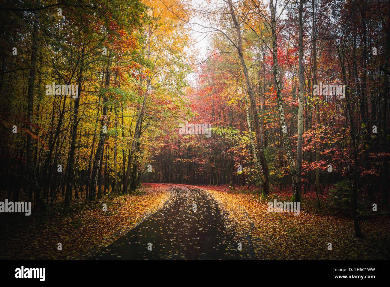Colorful autumn forest with a pathway covered in leaves in Bavarian ...