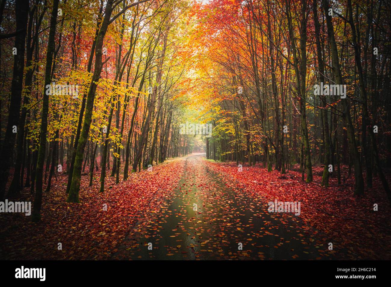 Colorful autumn forest with a pathway covered in leaves in Bavarian ...