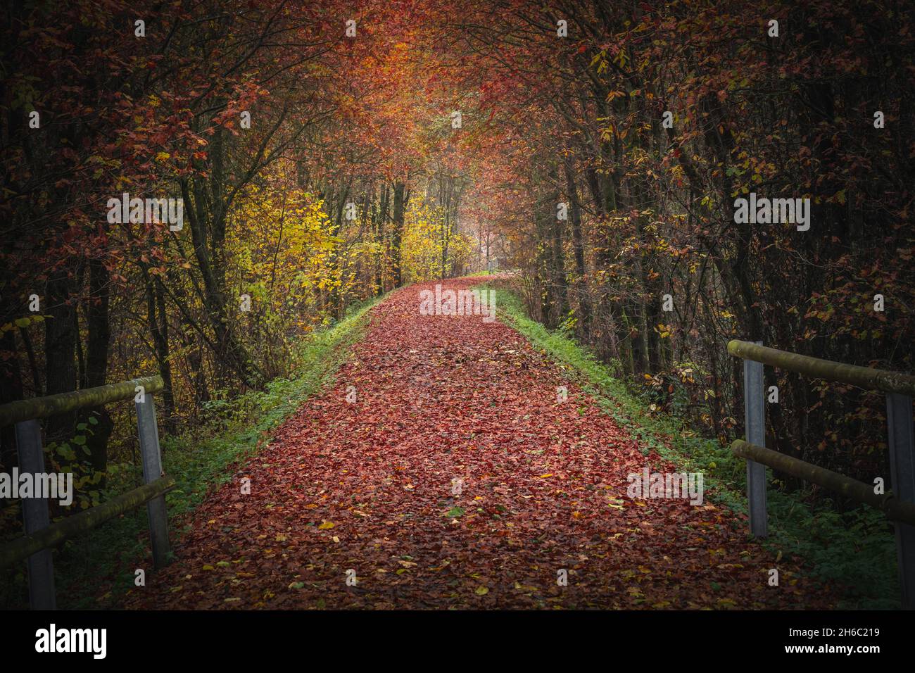 Colorful autumn forest with a pathway covered in leaves in Bavarian ...