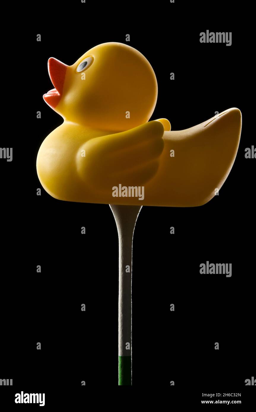 Yellow and black duckling hi-res stock photography and images - Alamy